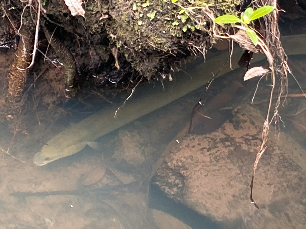 Flow to the Whau 2023 – Te Whau Pathway Project